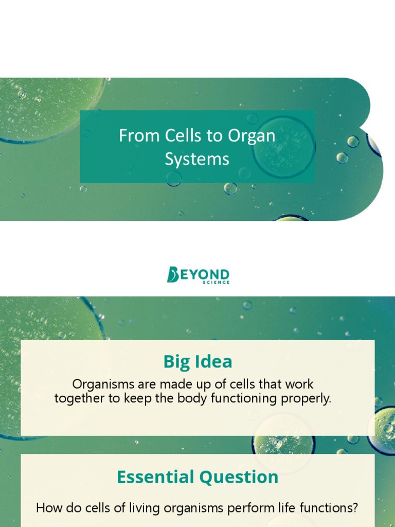 From Cells To Organ Systems | PDF | Human Body | Tissue (Biology)