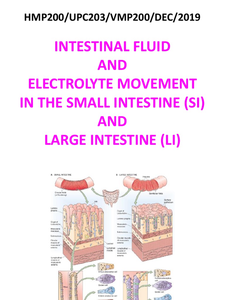 GIT Fluid Balance | PDF | Diarrhea | Small Intestine