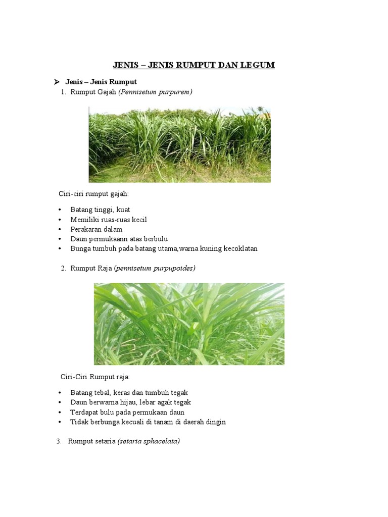 Jenis Rumput dan Legum Beserta Ciri-ciri | PDF | Perjalanan | Griya & Taman