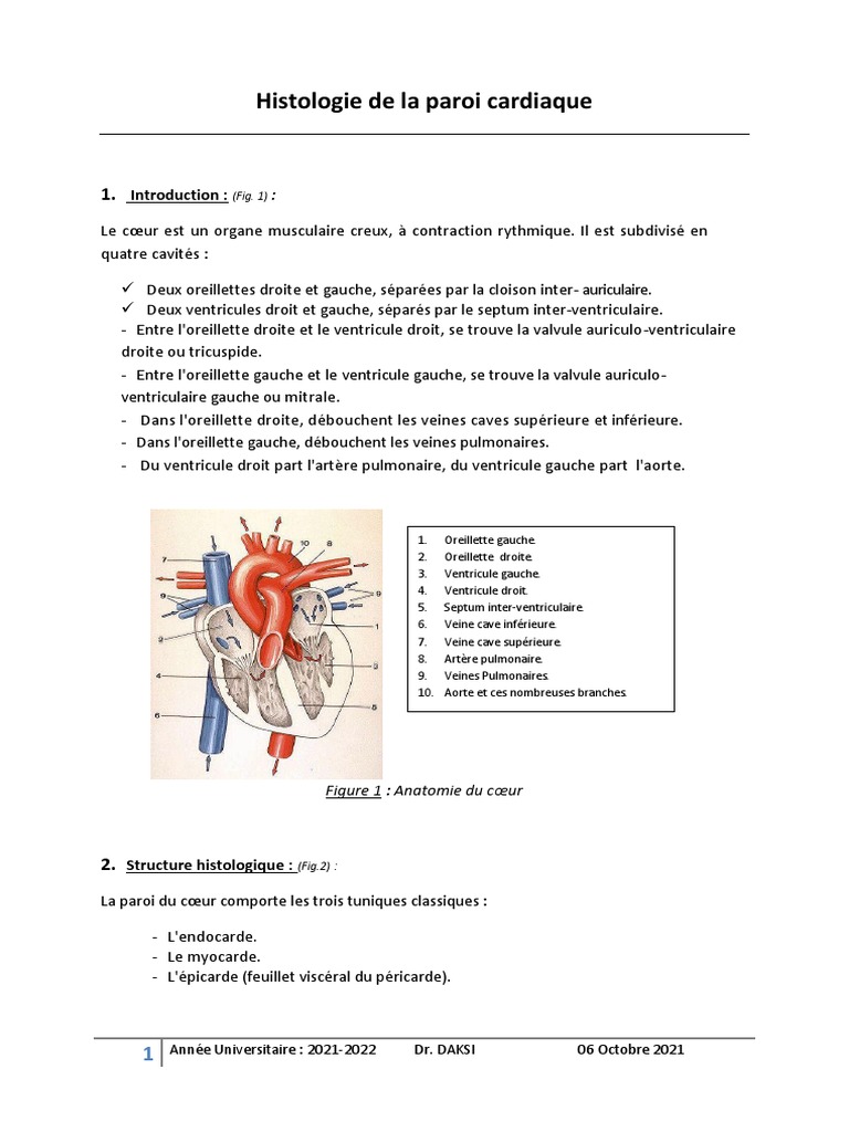 Histologie du cœur et cellules cardionectrices | PDF | Cœur | Muscle ...