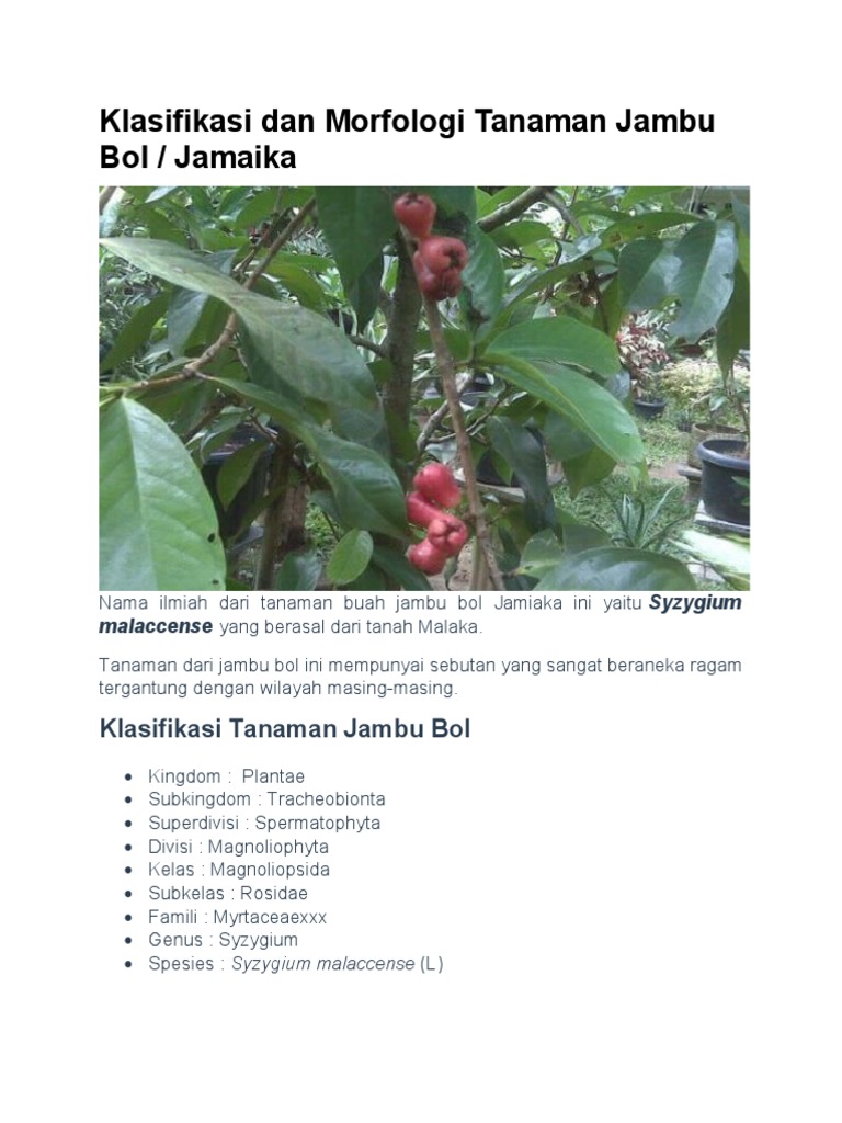 Klasifikasi dan Morfologi Jambu Bol | PDF