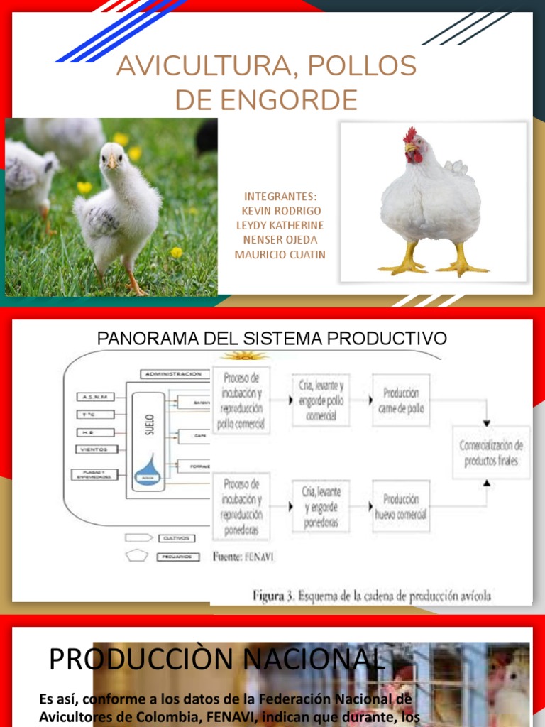 Avicultura, Pollos de Engorde | PDF