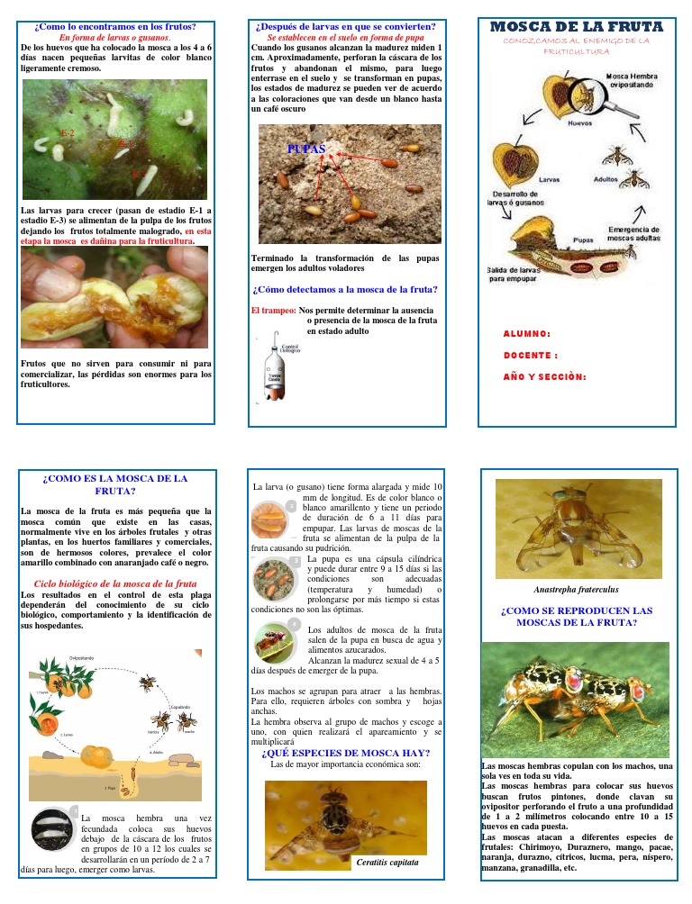 Mosca Triptico | PDF | Mosca | Insectos