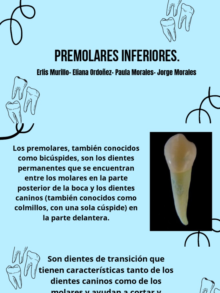 Características morfológicas y diferencias entre los premolares ...