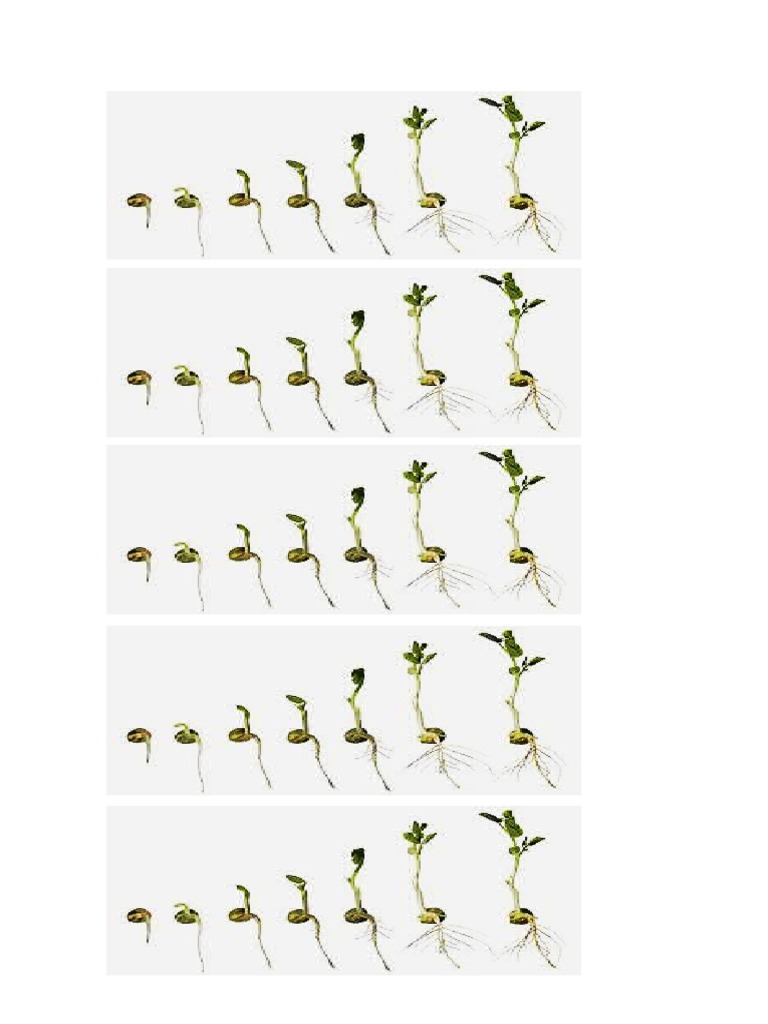 Etapas De La Germinacion Masamo - Vrogue.co Etapas De La Germinacion Masamo - Vrogue.co