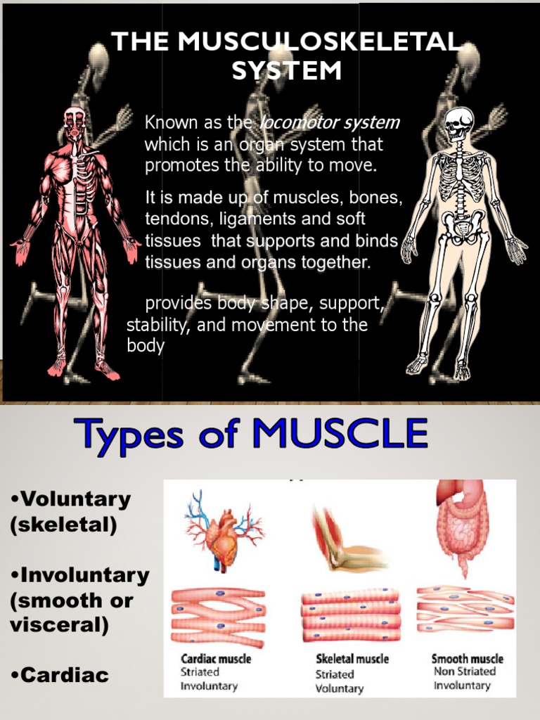 Musculoskeletal System | Download Free PDF | Muscle Contraction | Bone
