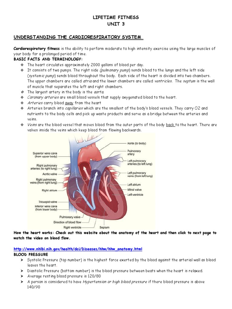 Understanding the Cardiorespiratory System: An Overview of the Heart ...