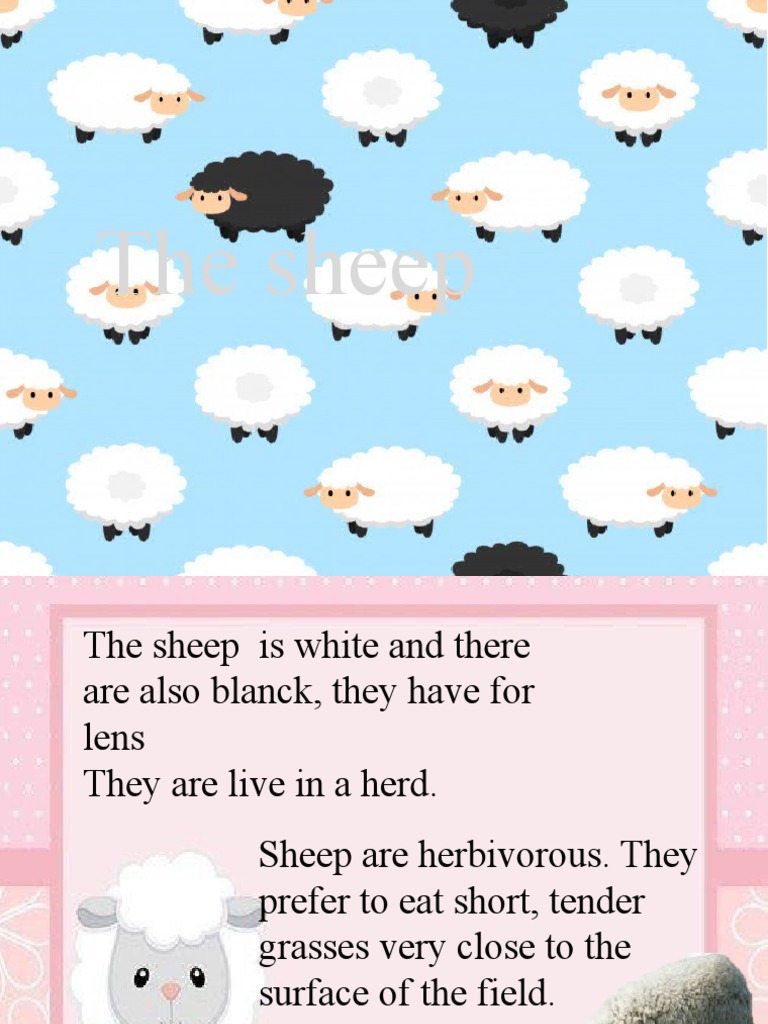 The Sheep | PDF