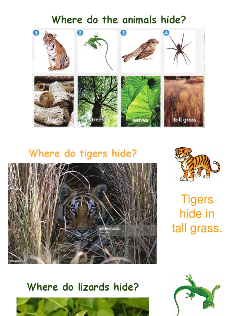 Where Do The Animals Hide? | PDF