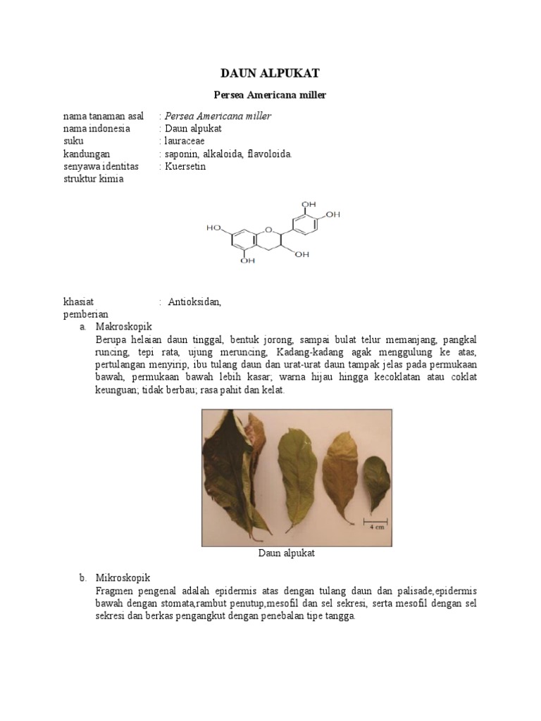 Template Simplisia Daun Alpukat | PDF