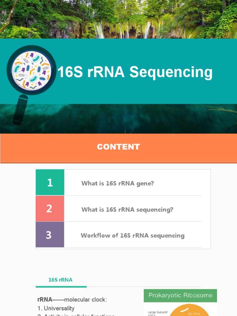 16s RNA, 18s RNA | PDF | 16 S Ribosomal Rna | Ribosomal Rna