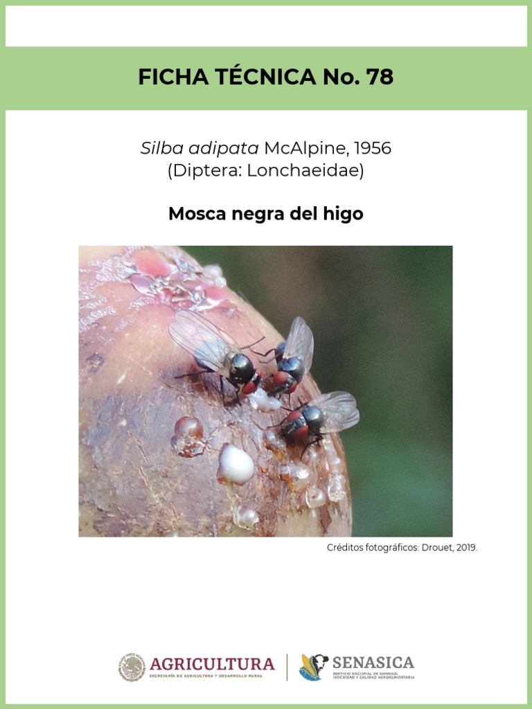 Ficha Tecnica Silba Adipata | PDF | Plaga (organismo) | Higo Común