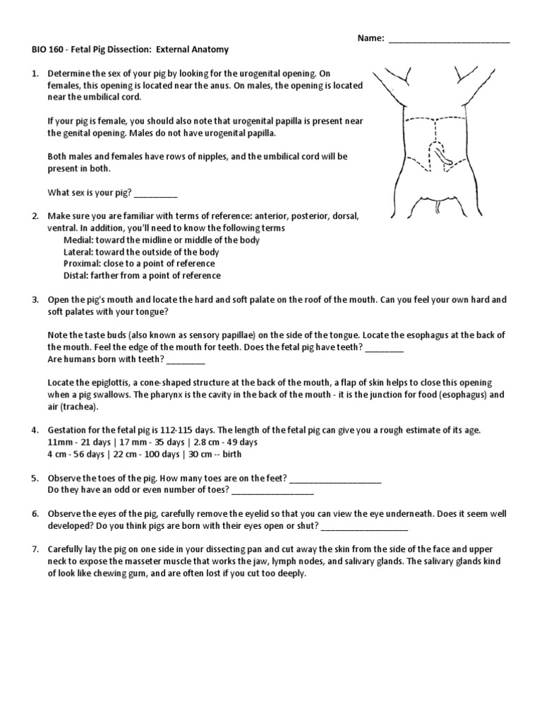 Fetal Pig Dissection | PDF | Stomach | Pancreas