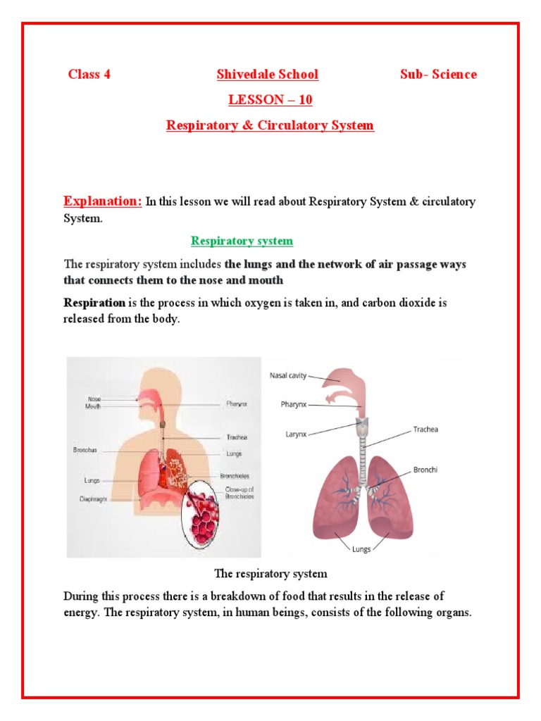 Class 4 Shivedale School Sub-Science Lesson - 10 Respiratory ...