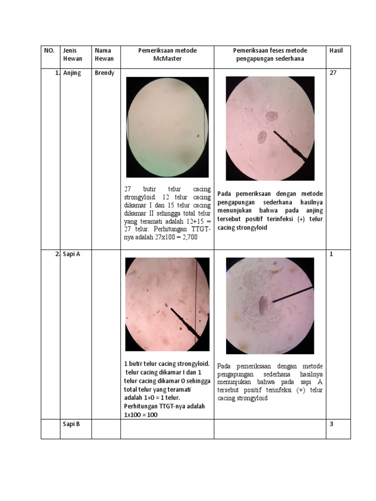 Laporan Pemeriksaan Feses | PDF