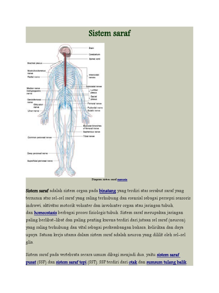 Sistem Saraf 1 | PDF
