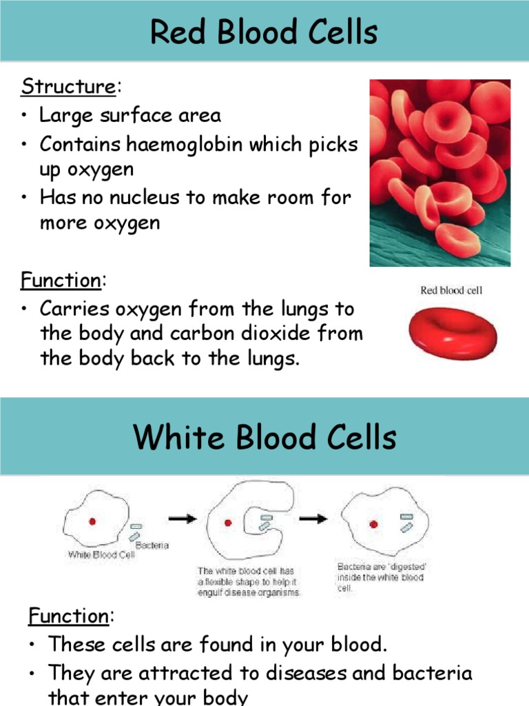 Overview of Blood and Plant Cell Types | PDF