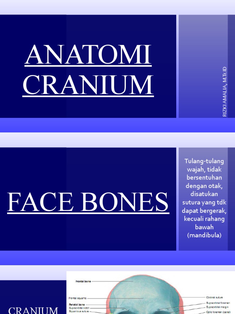 Anatomi Cranium - Face Bone | PDF