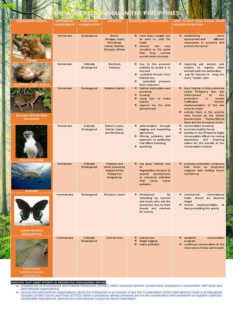 Endangered Species Found in The Philippines | PDF | Endangered Species ...