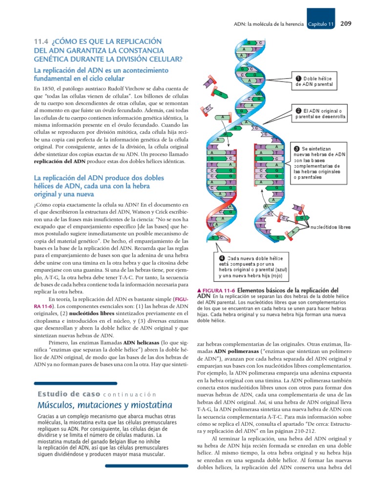 7 M Complementario Sobre Replicación | PDF | Adn | Replicación De Adn