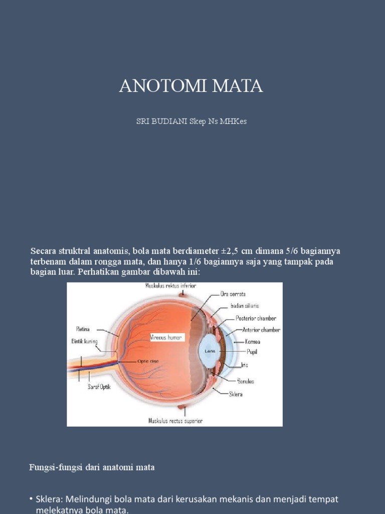 Anatomi Mata | PDF