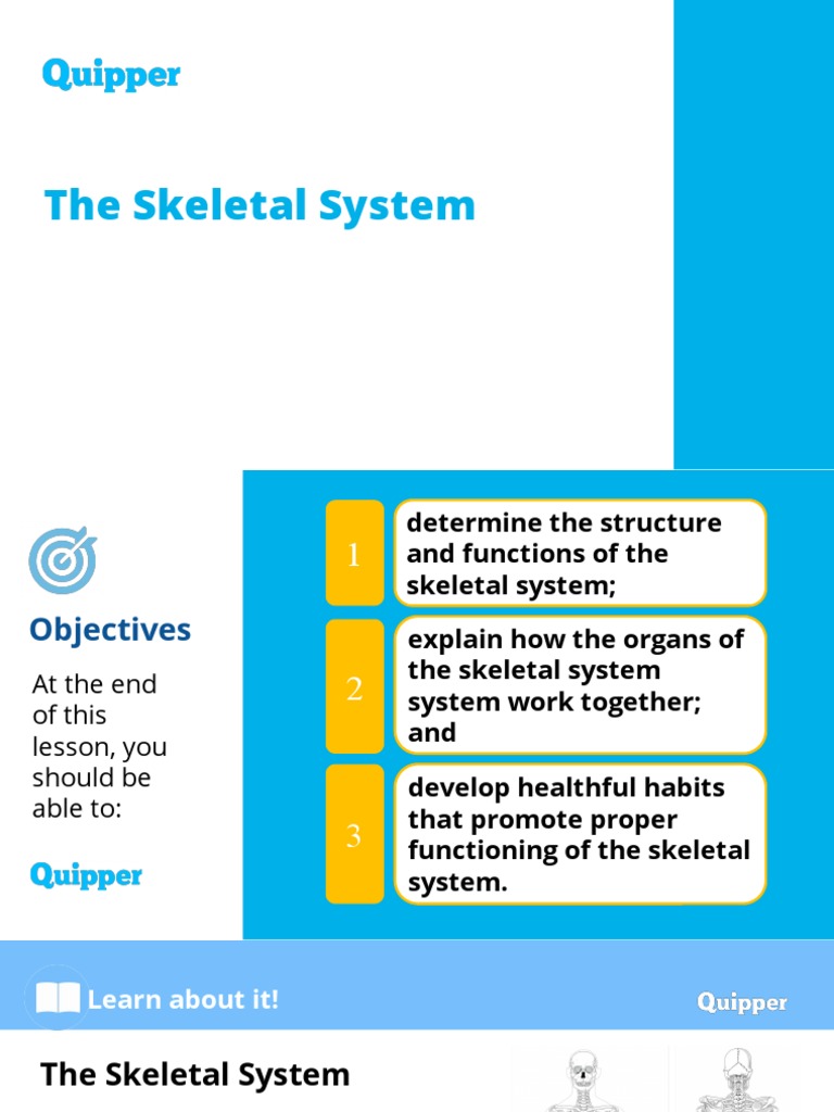 Overview of the Skeletal System | PDF | Skeleton | Bone