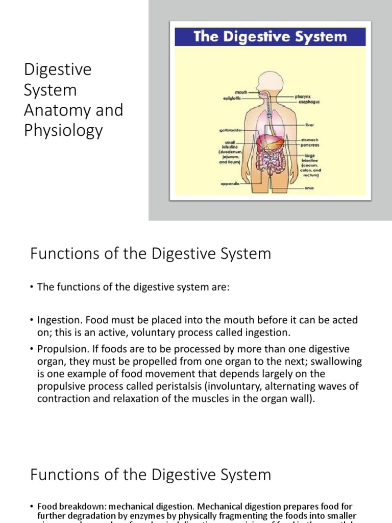 Digestive System Anatomy and Physiology | PDF | Stomach | Digestion