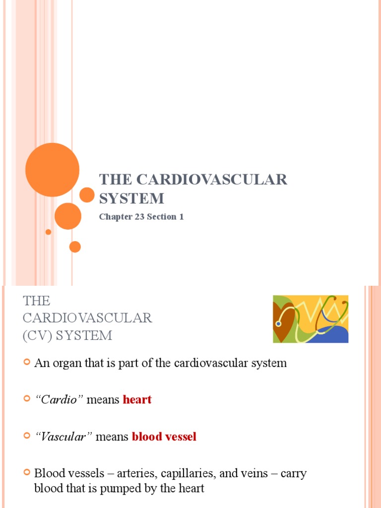 The Cardiovascular System: Chapter 23 Section 1 | PDF | Heart ...