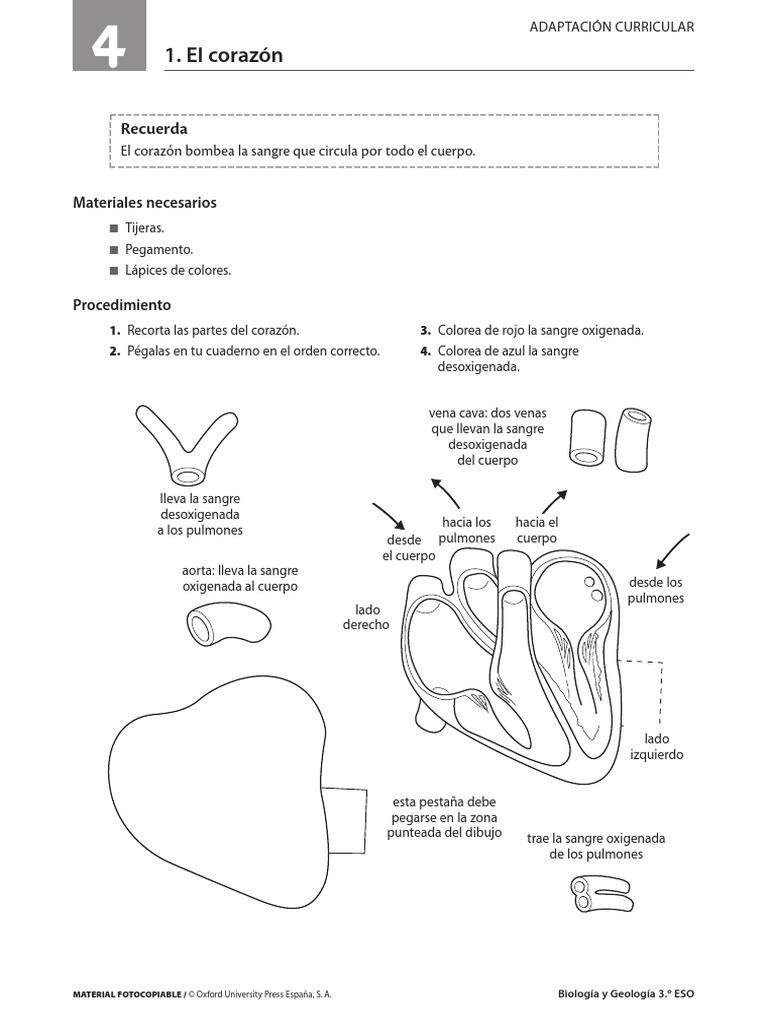 24 04 0S3BG Adp Curri 01 | PDF | Corazón | Vena