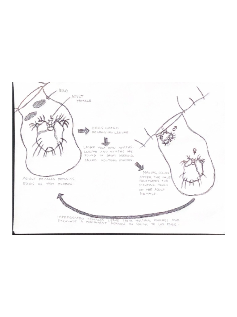 Life Cycle of Scabies | PDF