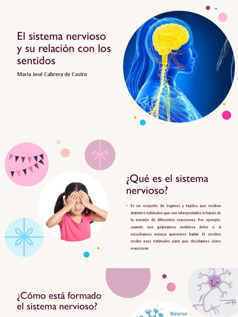 Sistema Nervioso y Sentidos para Niños | PDF | Sistema nervioso | Oído