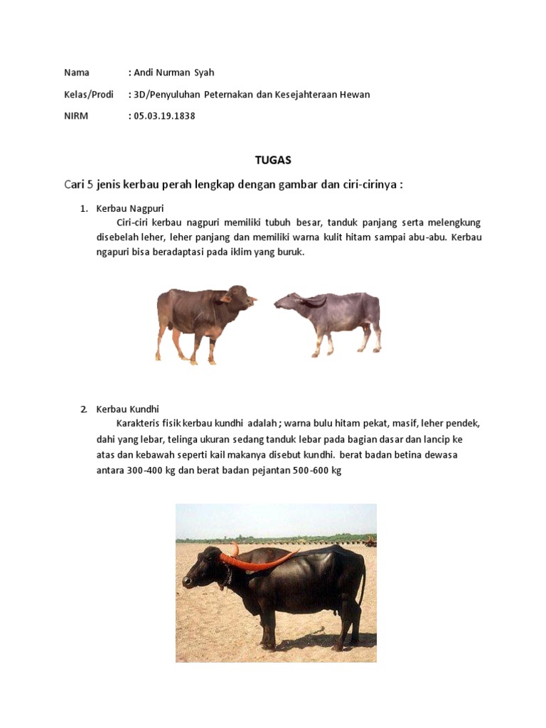 Jenis Kerbau Perah Dan Ciri Cirinya | PDF