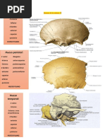 Marcas Óseas en Morfofisiología | PDF | Hueso | Sistema musculoesquelético