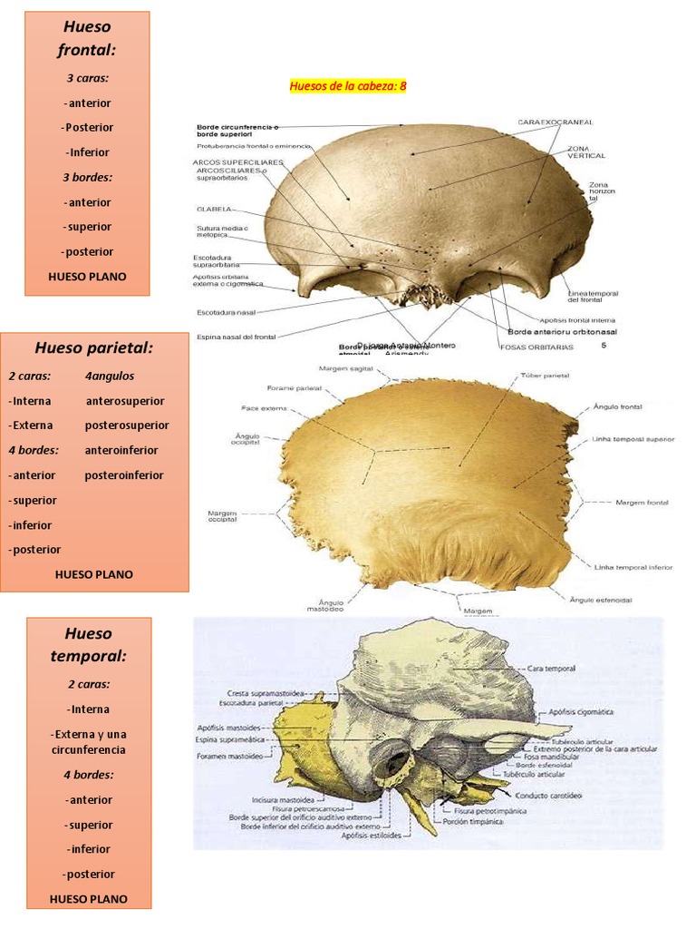Huesos de La Cabeza | PDF | Sistema musculoesquelético | Sistema ...