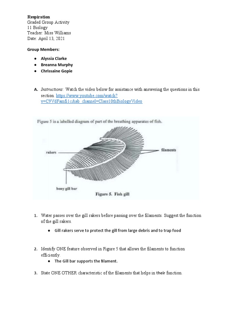 Respiration Graded Group Activity (Group 1) | PDF | Cellular ...