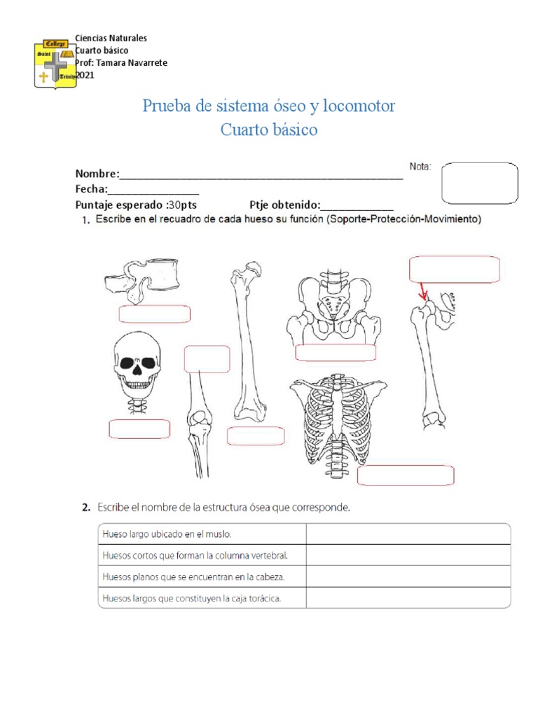 Prueba de Sistema Óseo y Locomotor | PDF