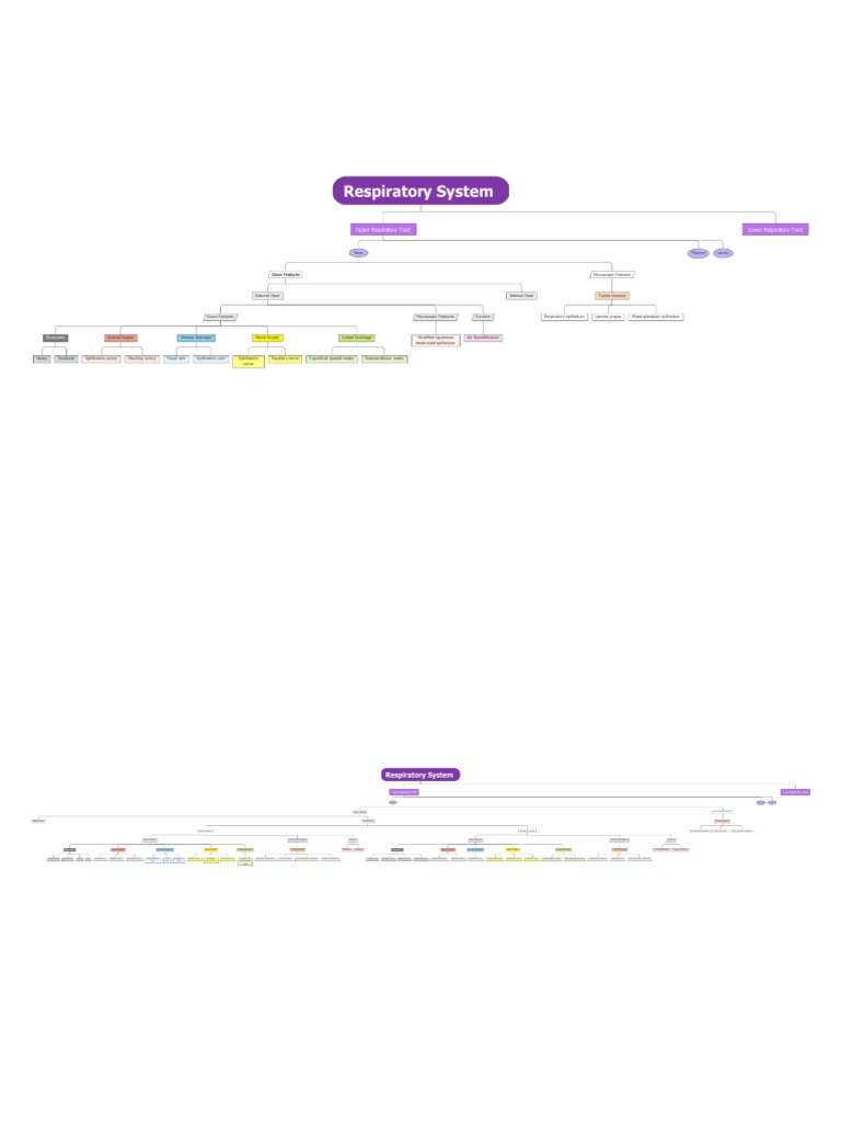 Upper Respiratory Concept Map | PDF | Human Nose | Larynx