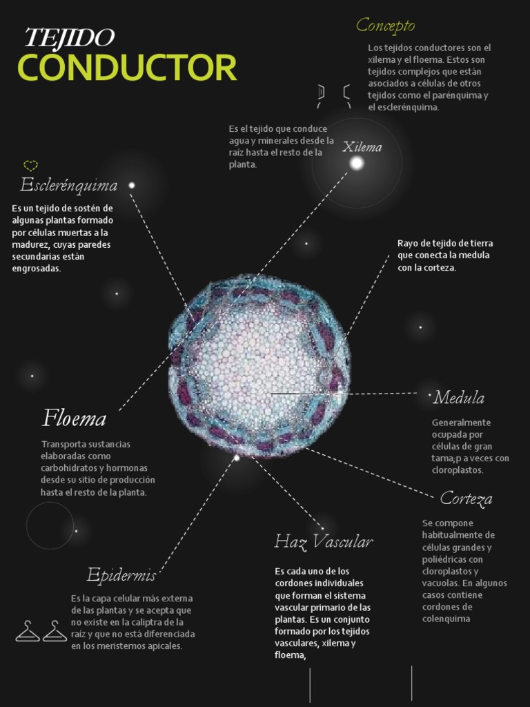 Practica 4 TEJIDO CONDUCTOR | PDF | Raíz | Hoja