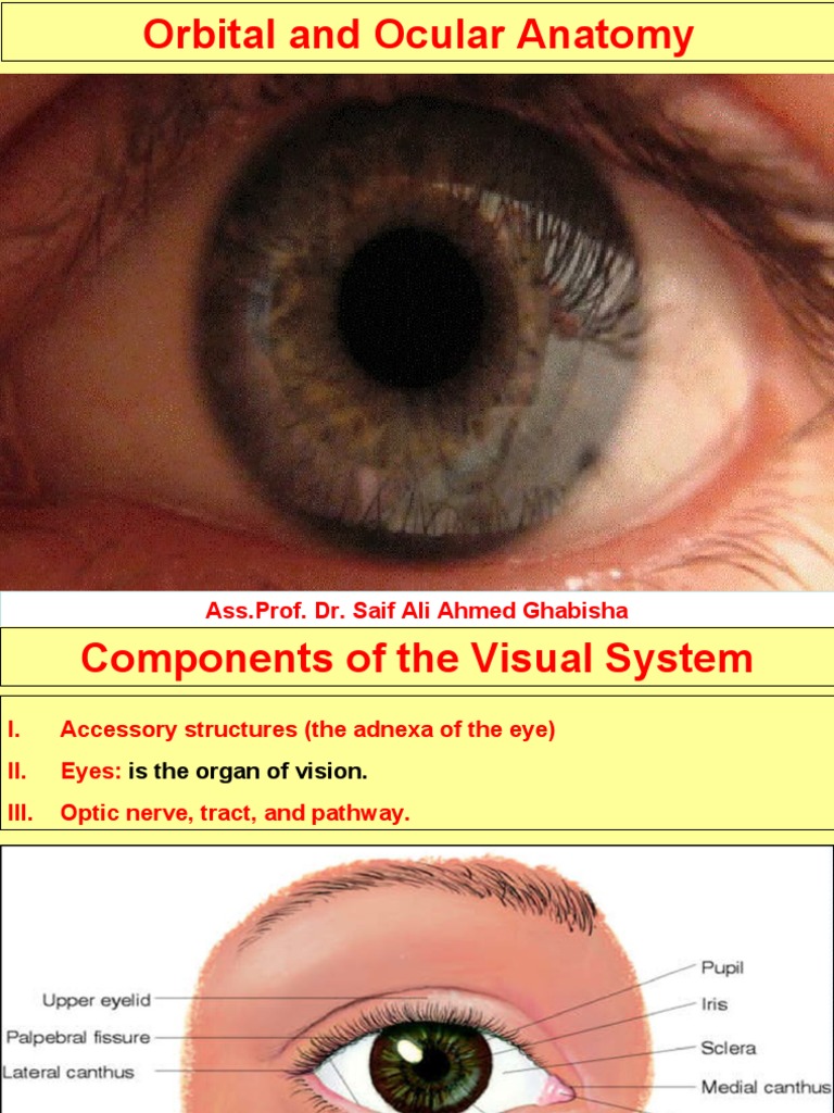 Ass - Prof. Dr. Saif Ali Ahmed Ghabisha | PDF | Ophthalmology | Face