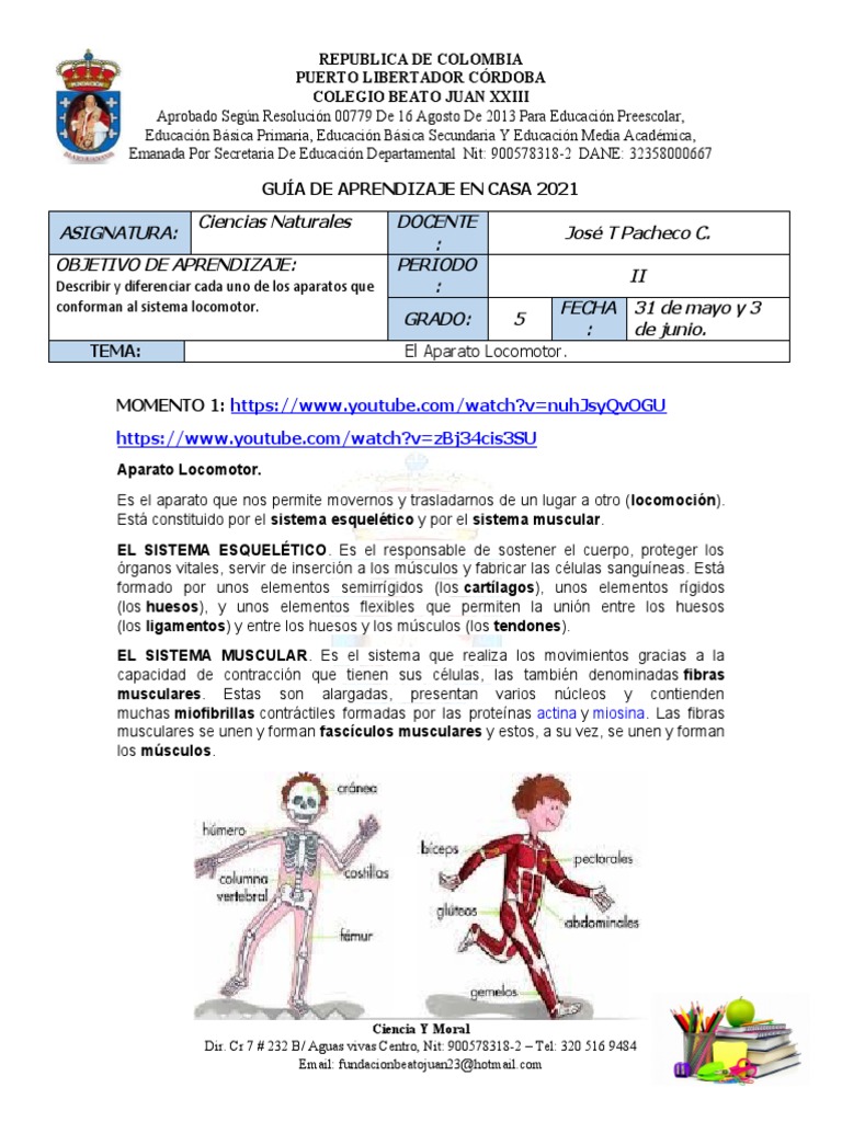 Sistema Locomotor y sus Funciones | PDF | Músculo | Sistema ...