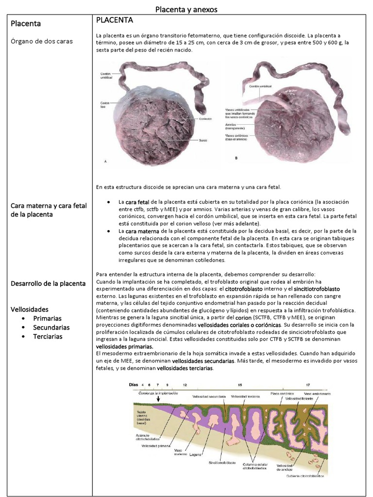 U5 Resumen | PDF | Placenta | Gemelo