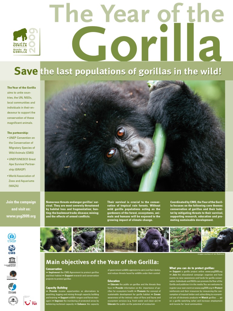 The Last Populations of Gorillas in The Wild!: Gorilla | PDF | Gorilla ...
