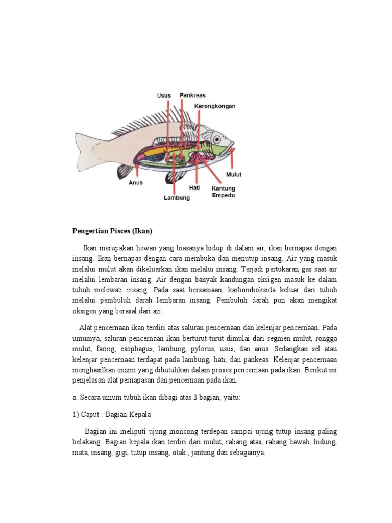 Materi Organ Pisces (Ikan) | PDF