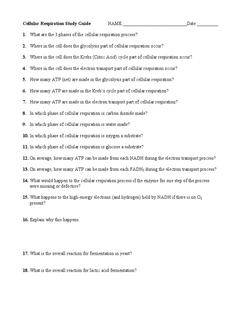 Cell Respiration Worksheet | PDF | Cellular Respiration | Adenosine ...