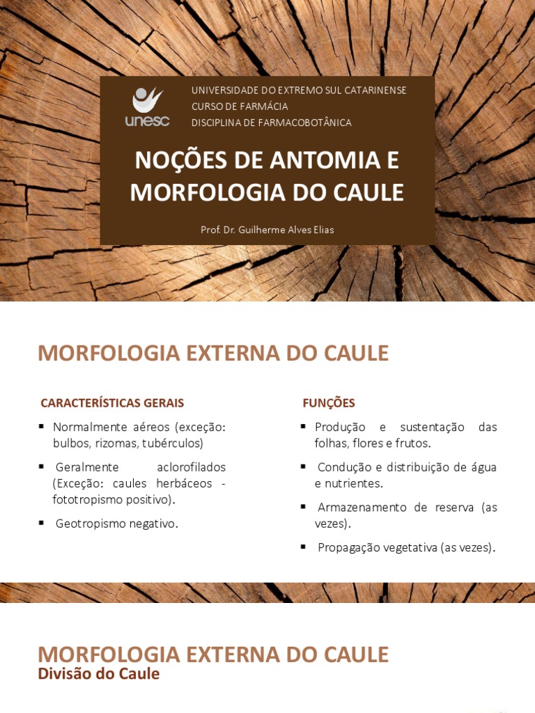 Morfologia e anatomia do caule em plantas medicinais | PDF | Anatomia ...
