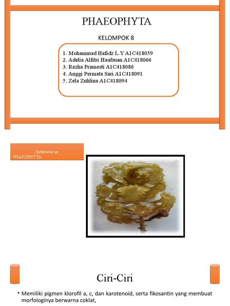 Kelompok 8 Phaeophyta | PDF