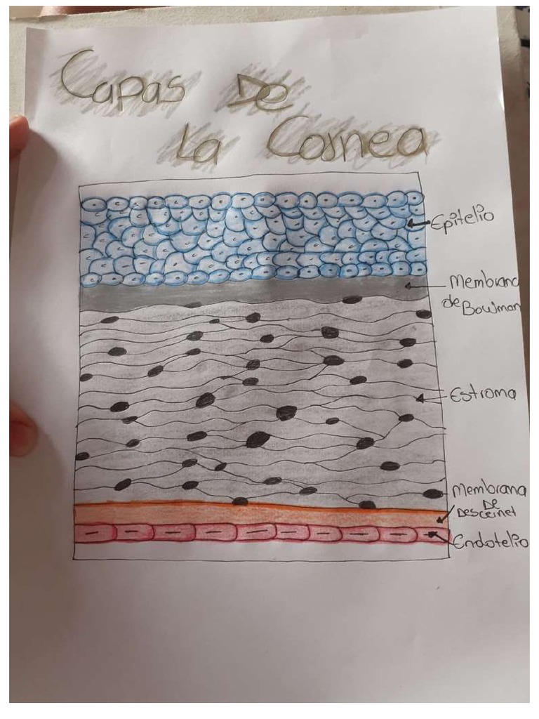 La estructura y funciones de las cinco capas de la córnea | PDF