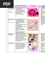 Cuadro Comparativo de Leucocitos | PDF | Leucocito | Sistema inmune