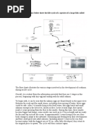 IELTS 10 TEST 4 Writing Task 1 | PDF | Spawn (Biology) | Salmon