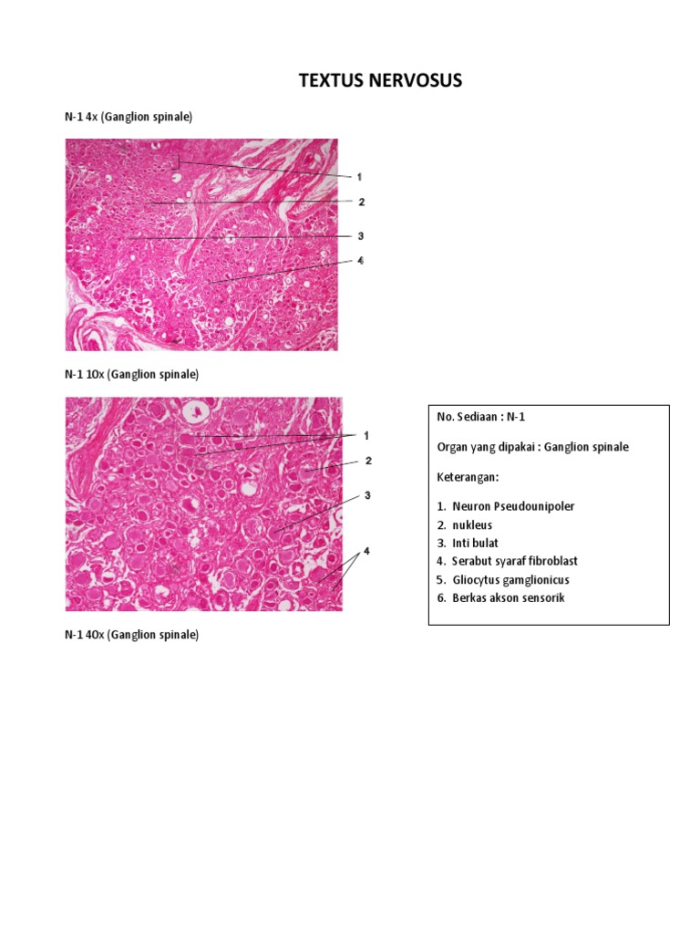Textus Nervosus Atlas. | PDF